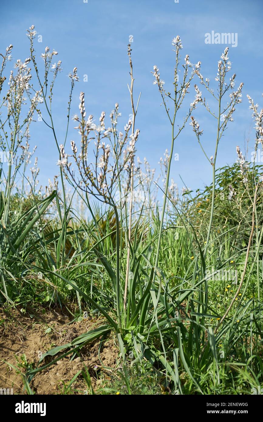 Asphodel albus hi-res stock photography and images - Alamy