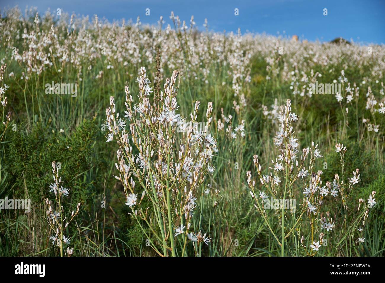 Asphodel albus hi-res stock photography and images - Alamy