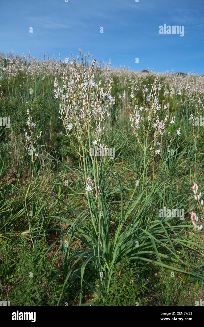 Asphodel species hi-res stock photography and images - Alamy