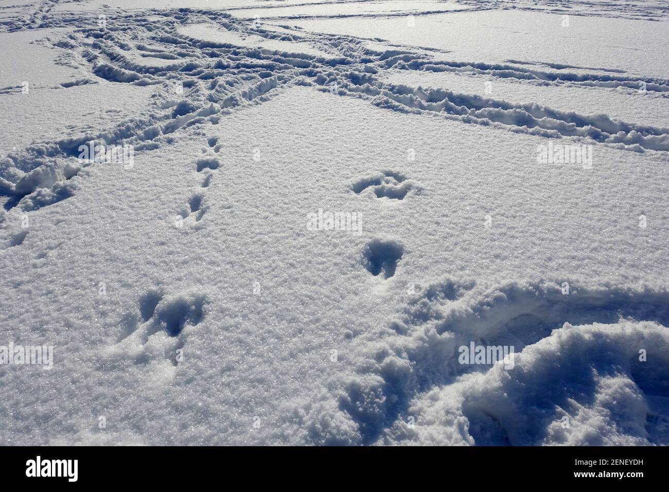 Tracks in the snow Stock Photo - Alamy