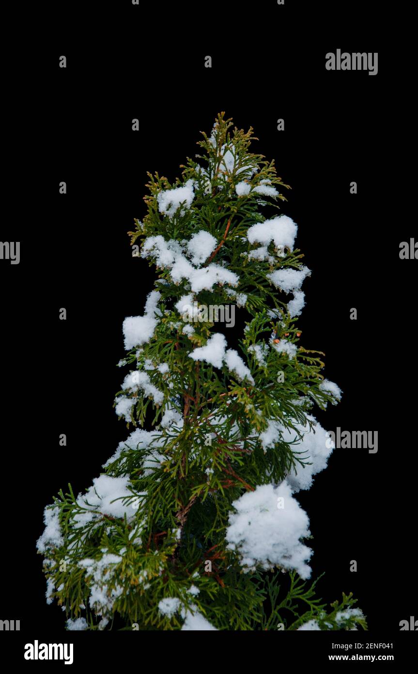 Isolated christmas tree on black background under the snow, winter ...