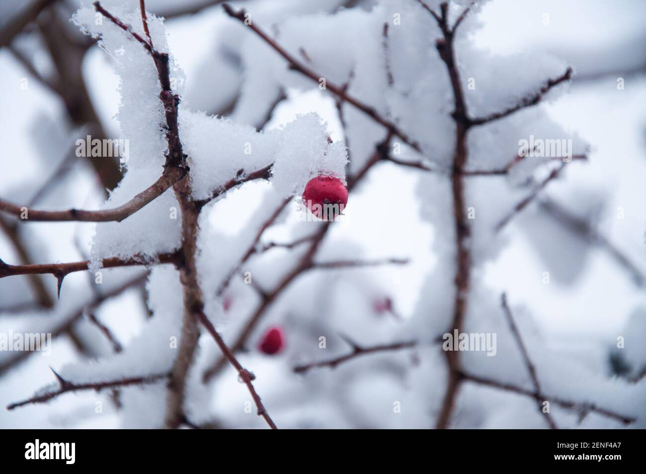 Frozen tree branches with red berries, horizontal winter composition ...
