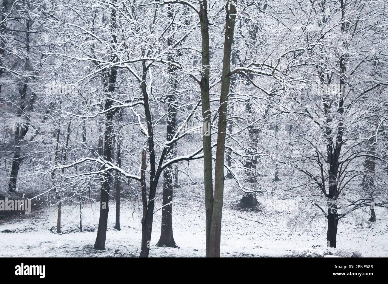 Frozen trees in forest covered with snow, winter composition, snow ...