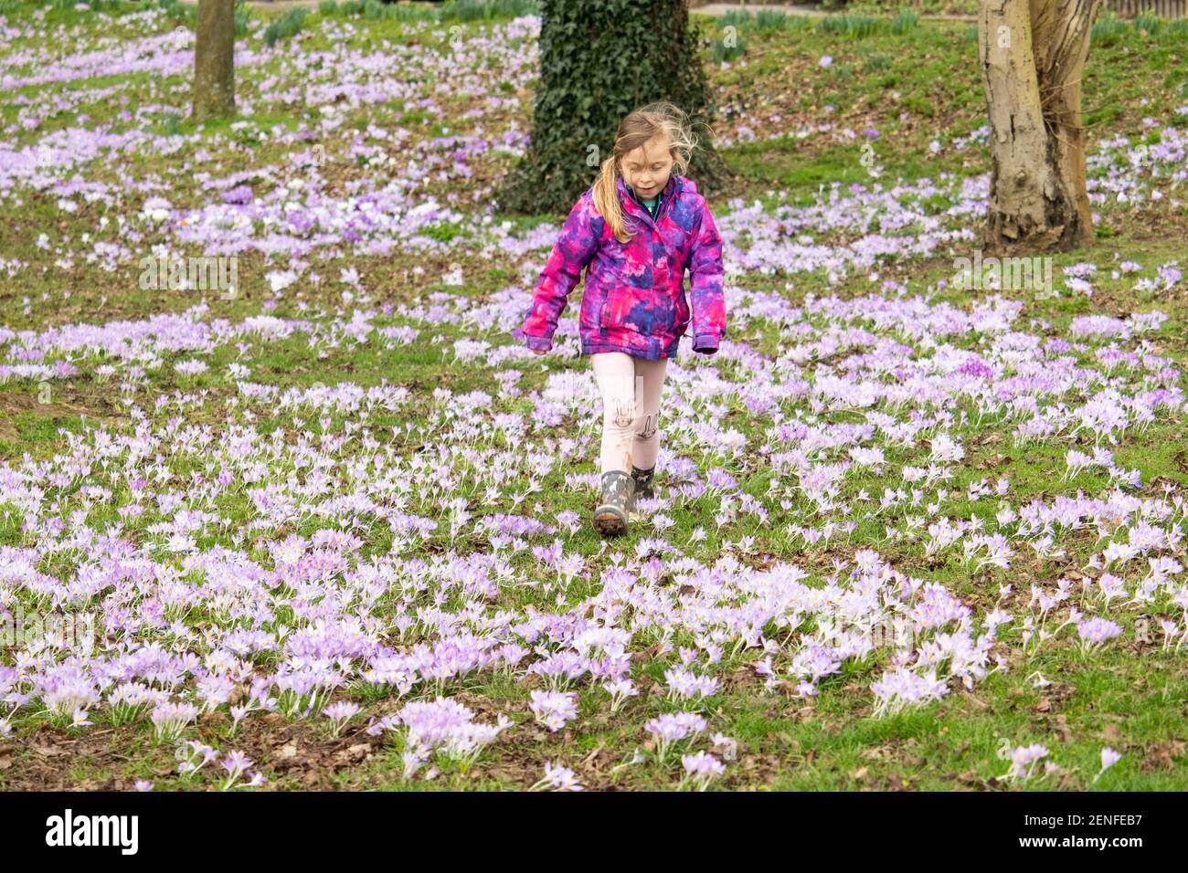 Ivy (5), steps carefully through wild crocus growing in a green area in ...