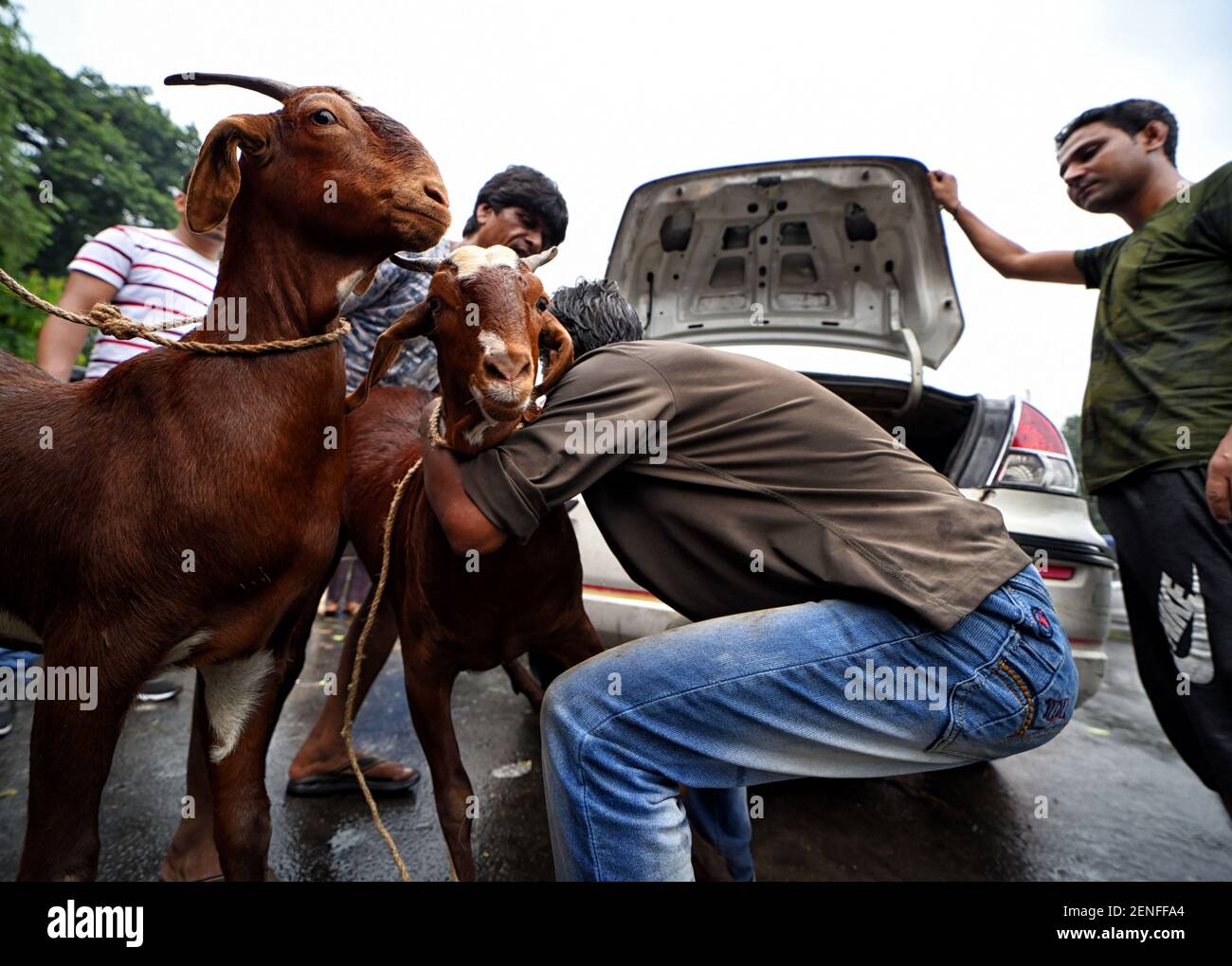 Men seen loading a pair of goats into the car boot after purchasing ...