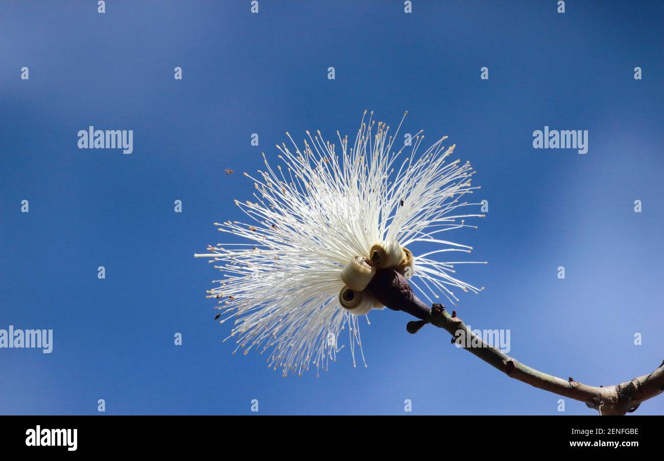 Bombacaceae hi-res stock photography and images - Alamy