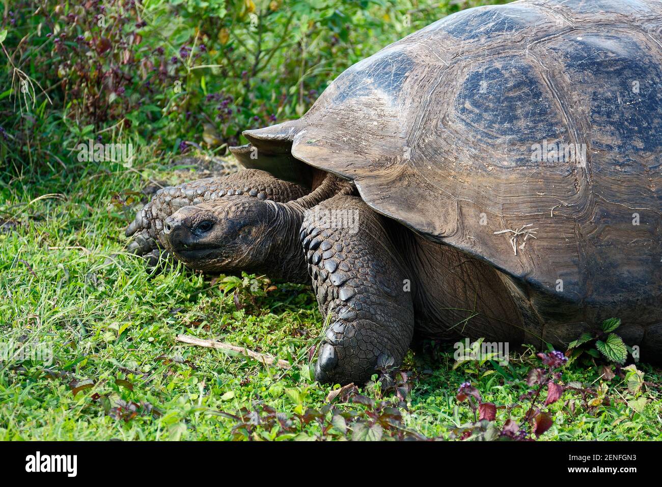 Reptile wildlife ecuador hi-res stock photography and images - Alamy