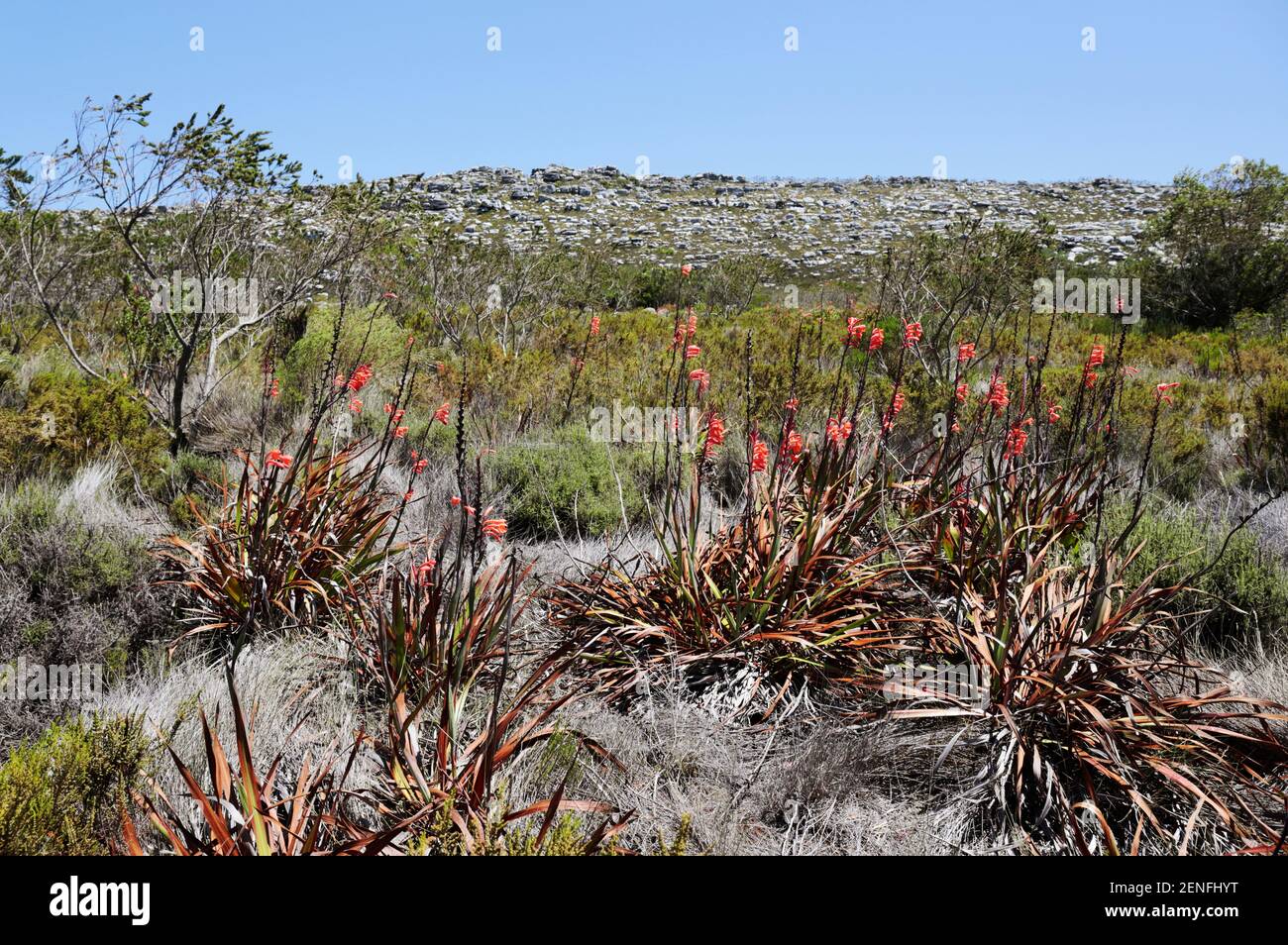 Watsonia tabularis (Table Mountain Watsonia) Silvermine Nature Reserve ...