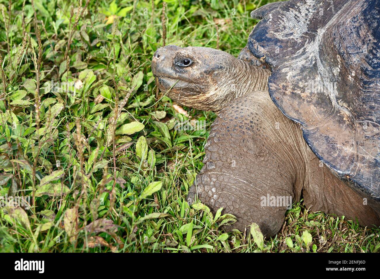 Galapagos Giant Tortoise, eating vegetation, side view, close-up ...