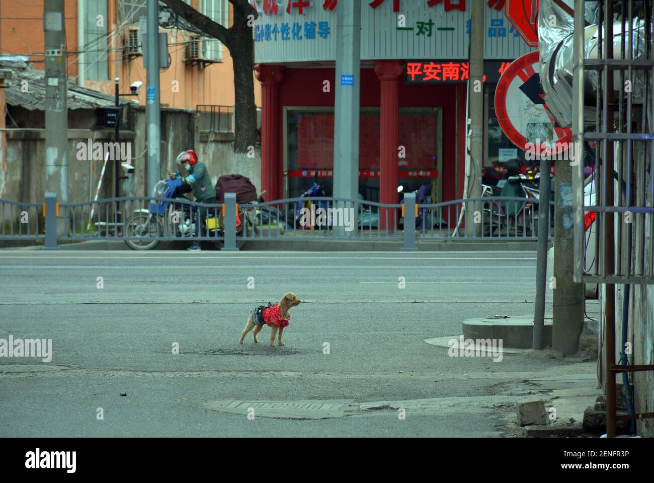 Chinese guard dog hi-res stock photography and images - Alamy
