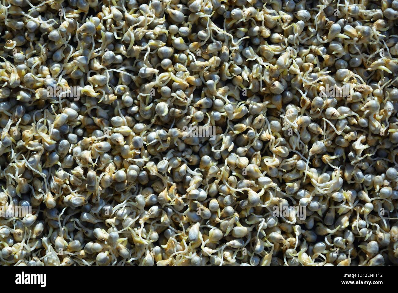 sprouted pearl millets Stock Photo - Alamy