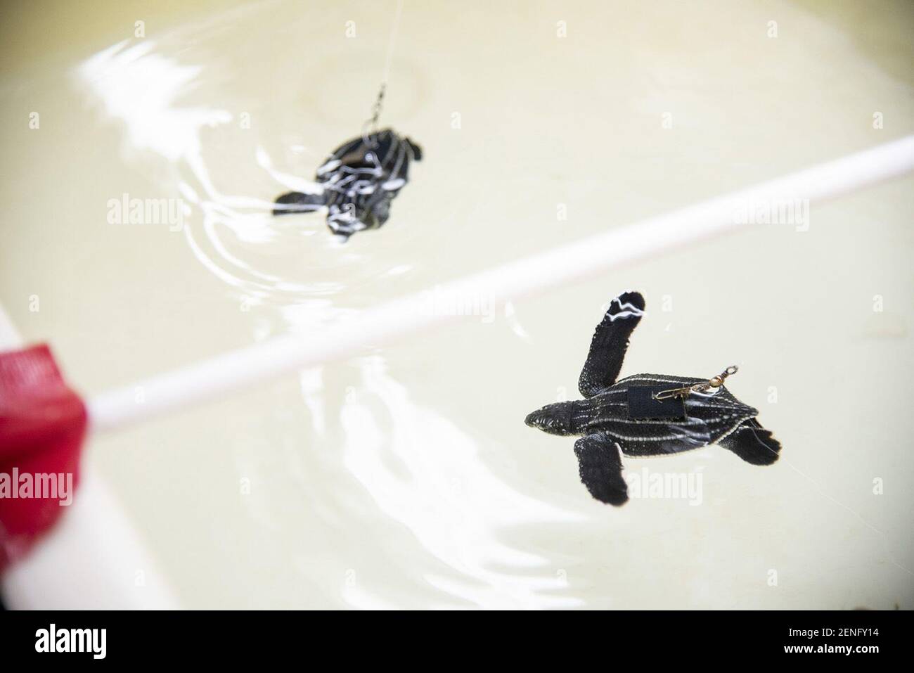 Baby leatherback turtles hi-res stock photography and images - Alamy