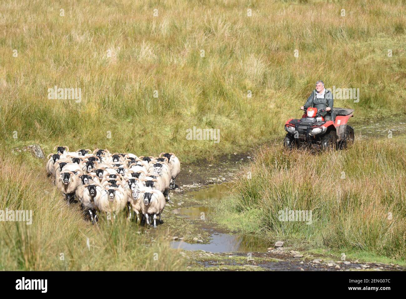 Farmer & dog moving sheep with HONDA ATV Stock Photo - Alamy