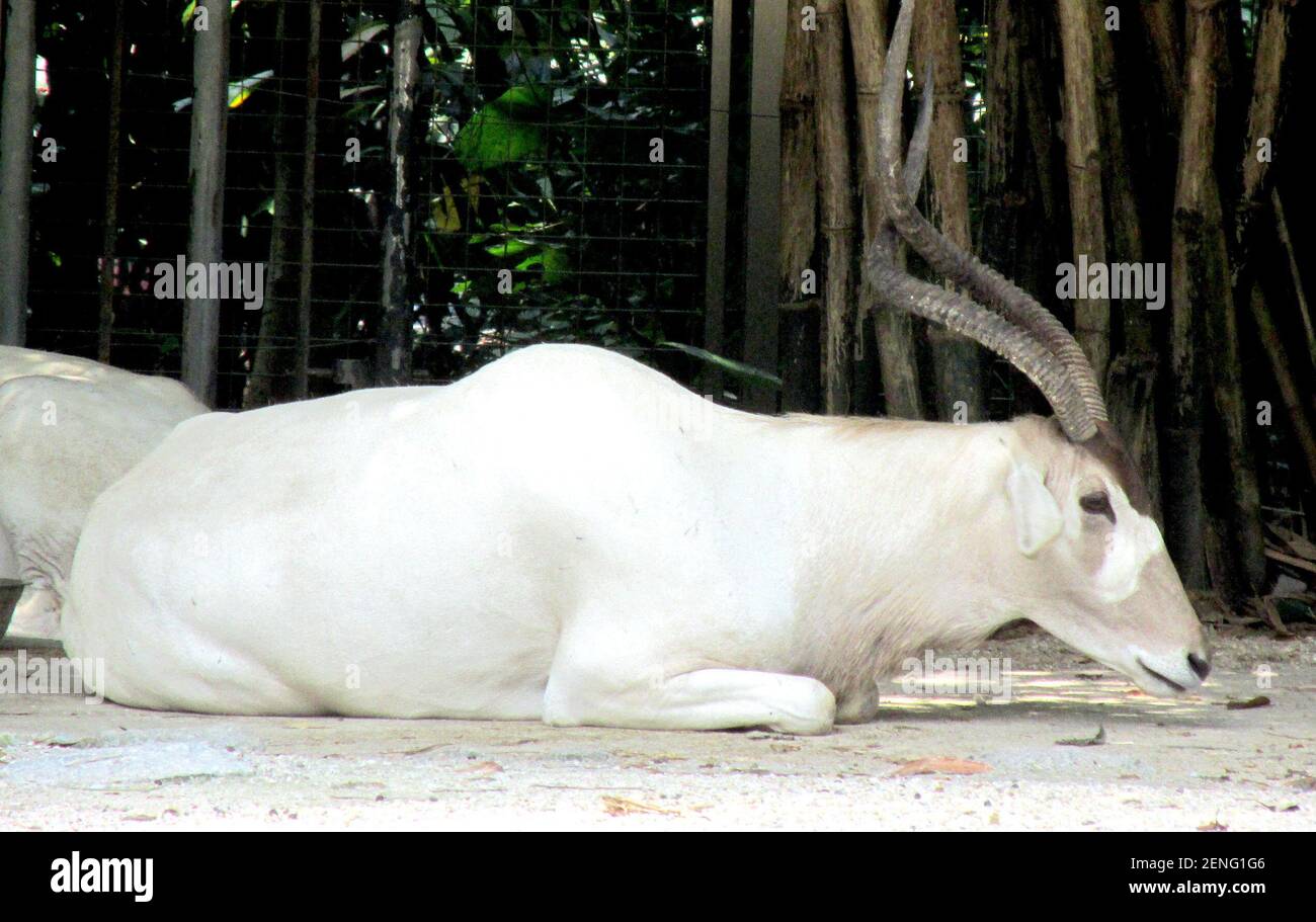 Guangzhou,CHINA-Animals in Guangzhou zoo.(EDITORIAL USE ONLY. CHINA OUT ...