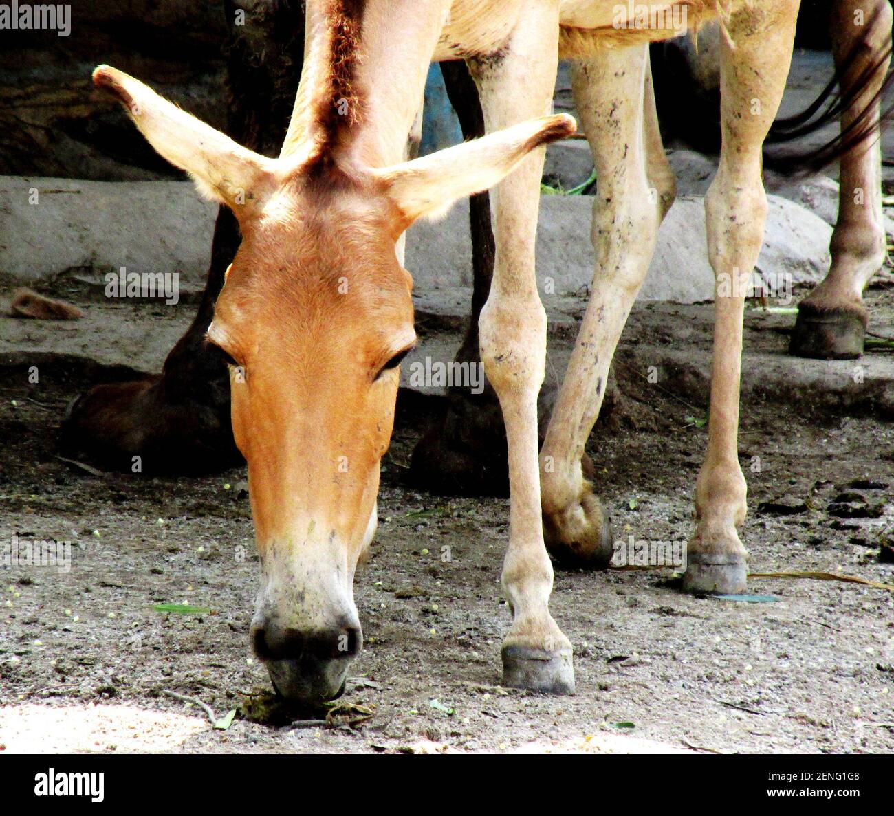 Guangzhou,CHINA-Animals in Guangzhou zoo.(EDITORIAL USE ONLY. CHINA OUT ...