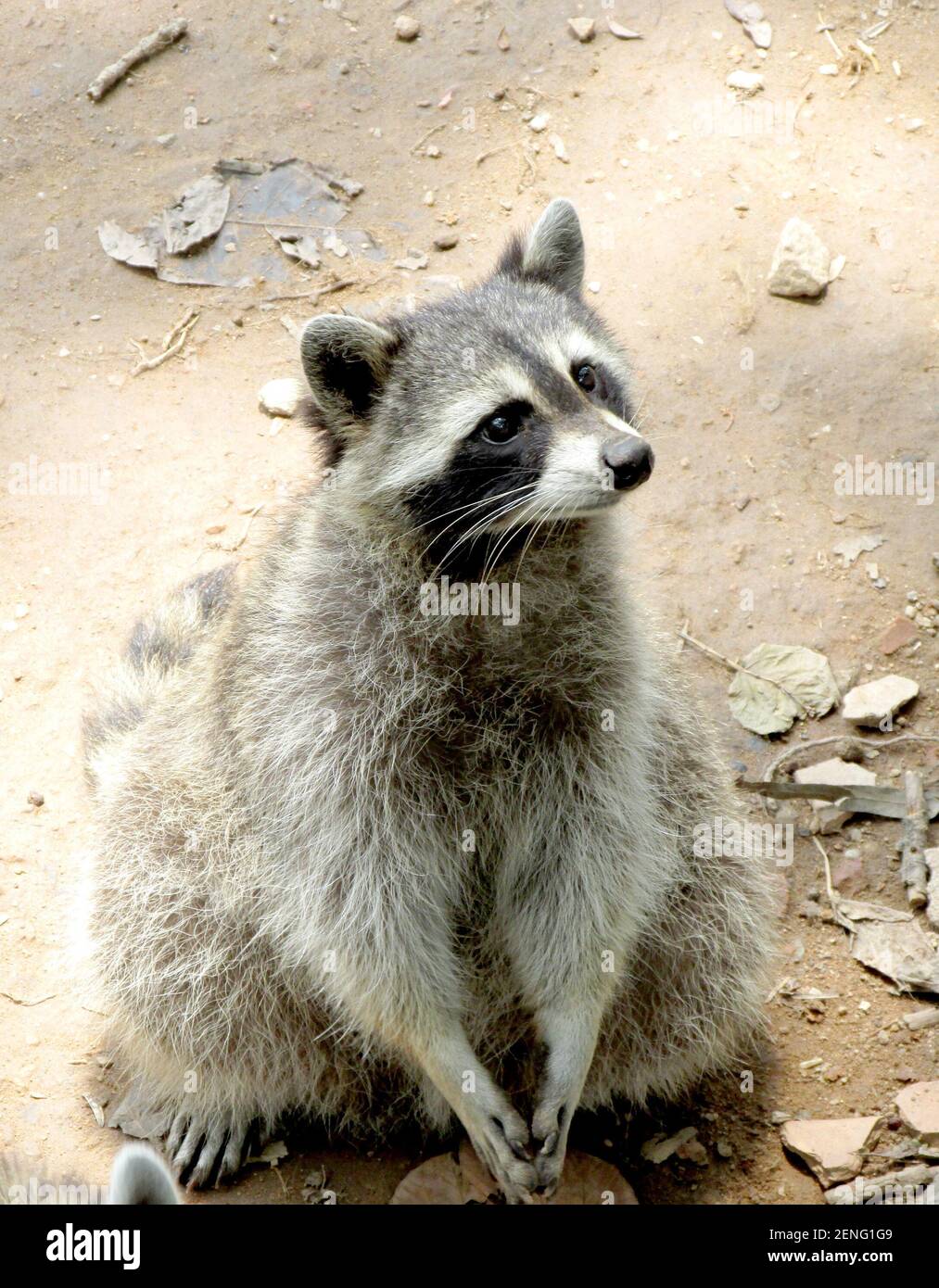Guangzhou,CHINA-Animals in Guangzhou zoo.(EDITORIAL USE ONLY. CHINA OUT ...