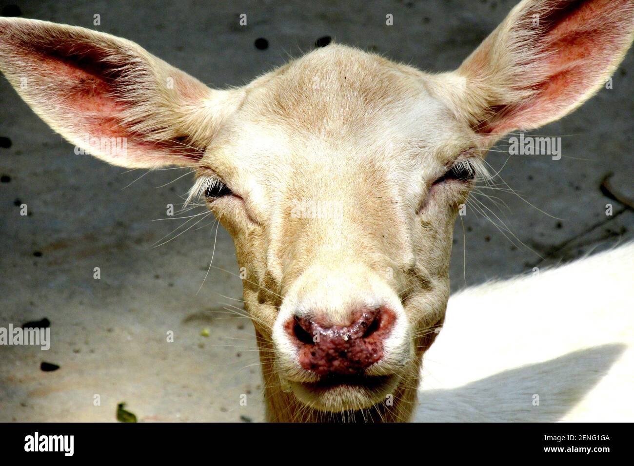 Guangzhou,CHINA-Animals in Guangzhou zoo.(EDITORIAL USE ONLY. CHINA OUT ...