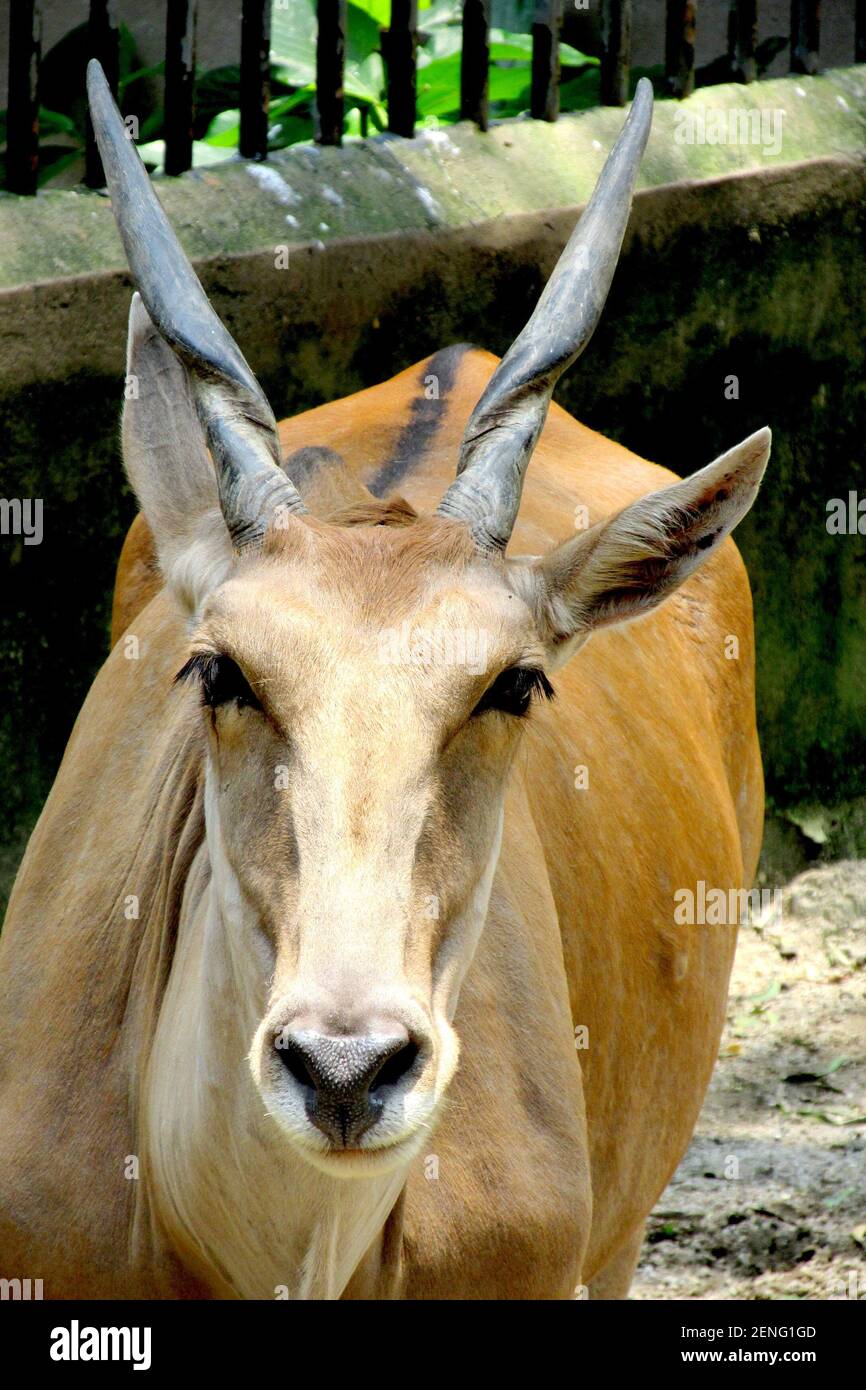 Guangzhou,CHINA-Animals in Guangzhou zoo.(EDITORIAL USE ONLY. CHINA OUT ...