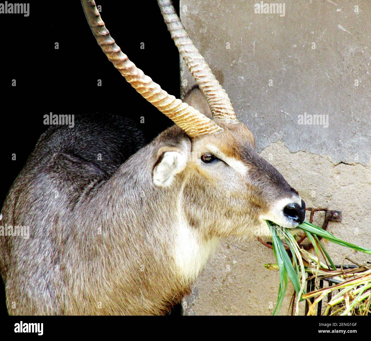 Guangzhou,CHINA-Animals in Guangzhou zoo.(EDITORIAL USE ONLY. CHINA OUT ...