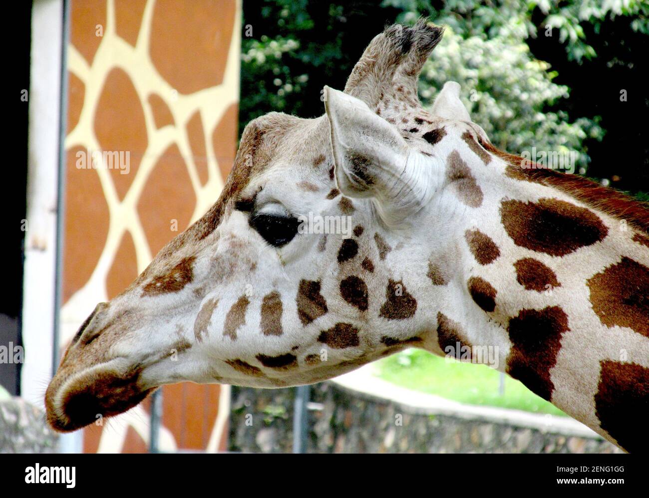 Guangzhou,CHINA-Animals in Guangzhou zoo.(EDITORIAL USE ONLY. CHINA OUT ...
