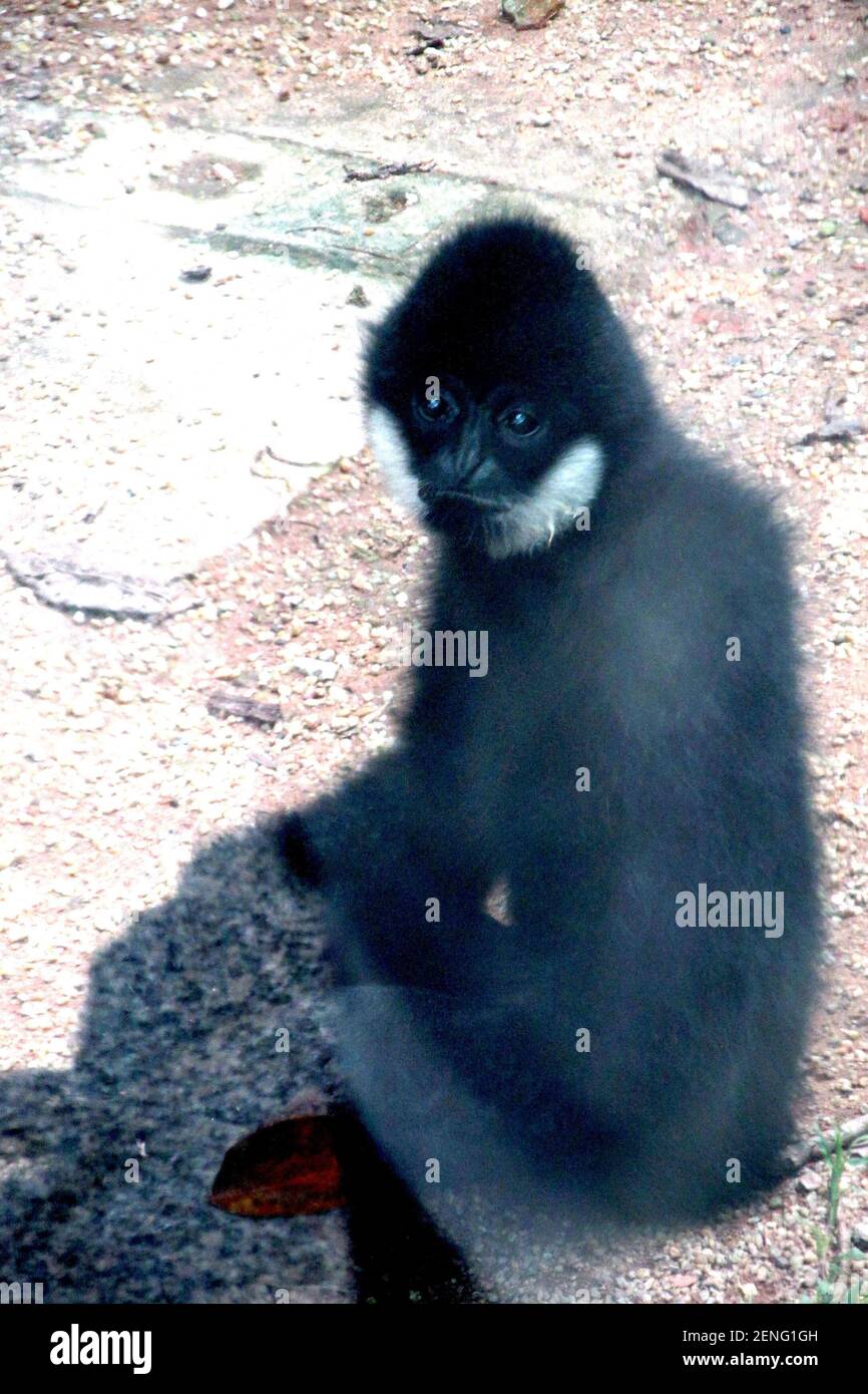 Guangzhou,CHINA-Animals in Guangzhou zoo.(EDITORIAL USE ONLY. CHINA OUT ...