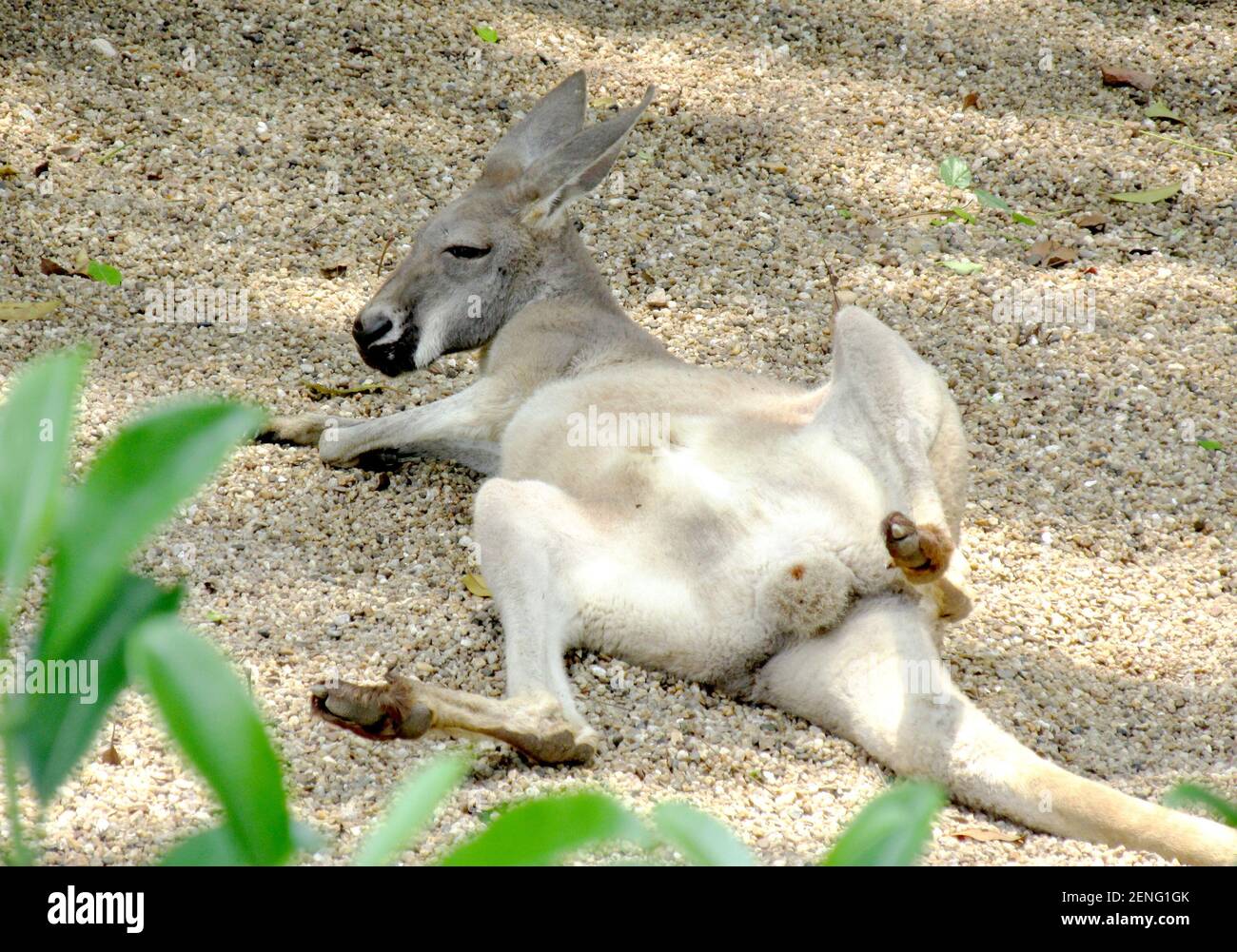 Guangzhou,CHINA-Animals in Guangzhou zoo.(EDITORIAL USE ONLY. CHINA OUT ...