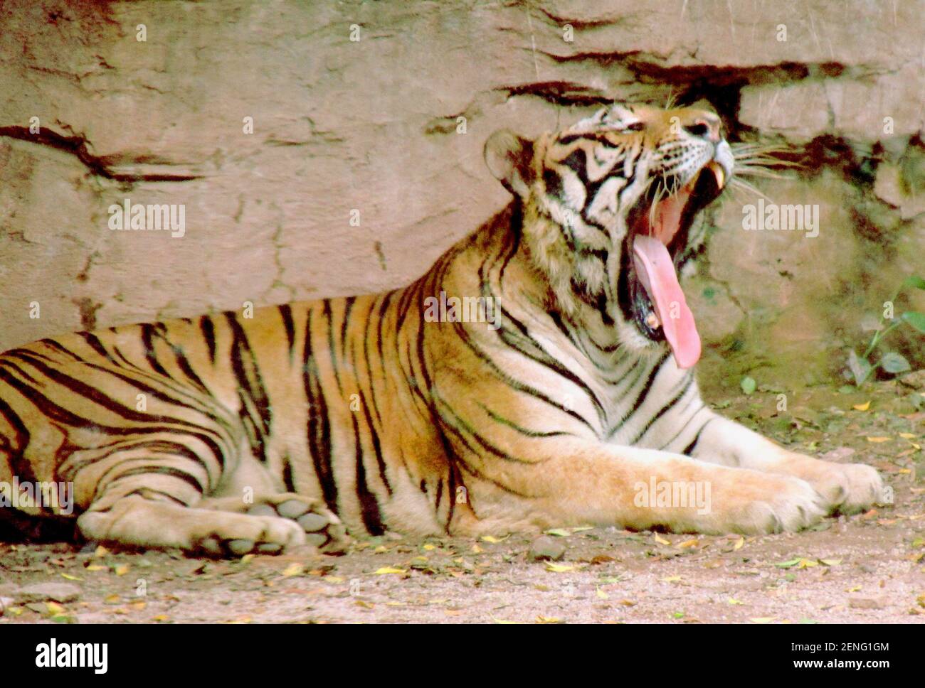 Guangzhou,CHINA-Animals in Guangzhou zoo.(EDITORIAL USE ONLY. CHINA OUT ...