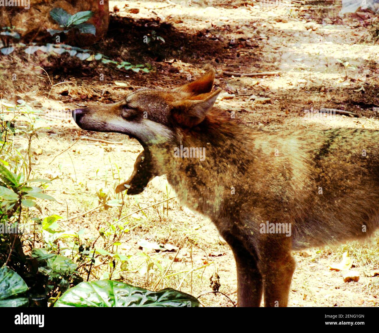 Guangzhou,CHINA-Animals in Guangzhou zoo.(EDITORIAL USE ONLY. CHINA OUT ...