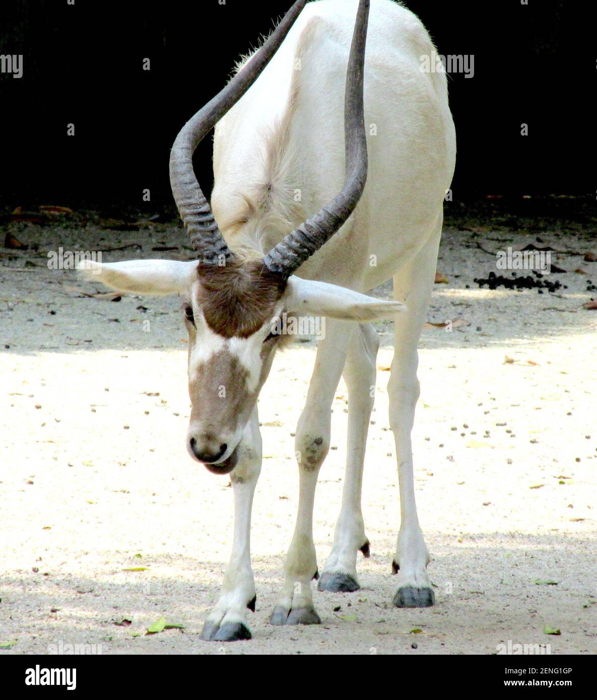 Guangzhou,CHINA-Animals in Guangzhou zoo.(EDITORIAL USE ONLY. CHINA OUT ...