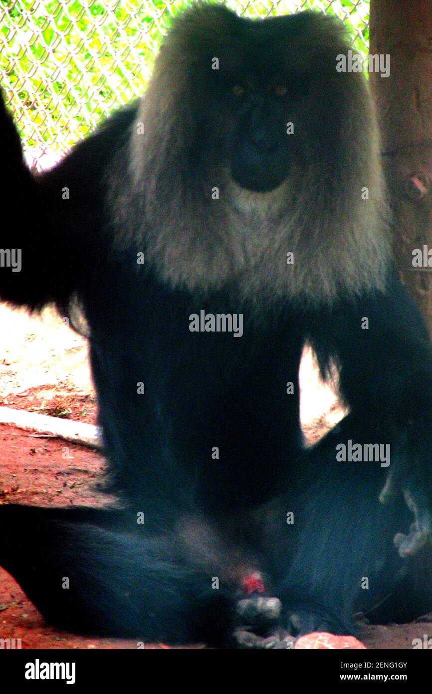 Guangzhou,CHINA-Animals in Guangzhou zoo.(EDITORIAL USE ONLY. CHINA OUT ...