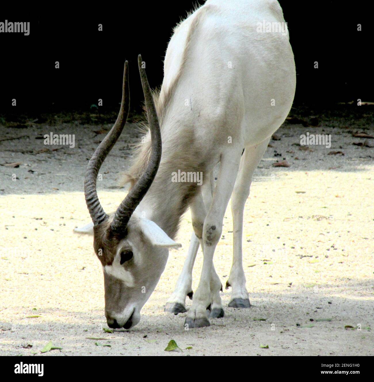 Guangzhou,CHINA-Animals in Guangzhou zoo.(EDITORIAL USE ONLY. CHINA OUT ...