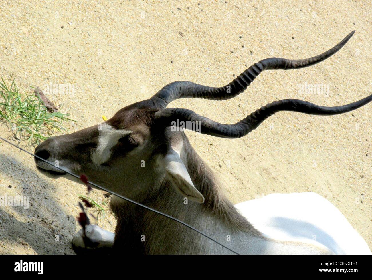 Guangzhou,CHINA-Animals in Guangzhou zoo.(EDITORIAL USE ONLY. CHINA OUT ...