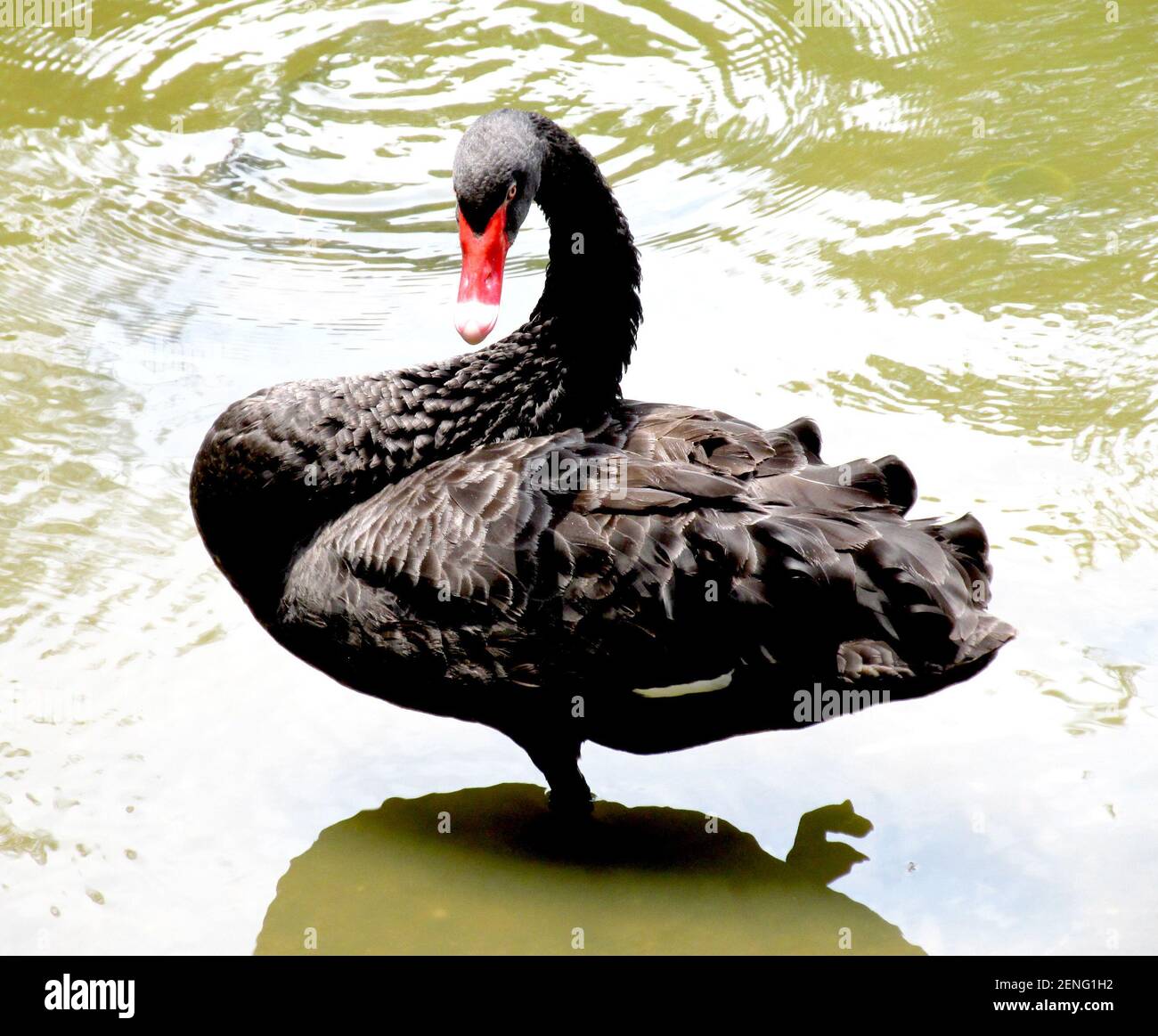 Guangzhou,CHINA-Animals in Guangzhou zoo.(EDITORIAL USE ONLY. CHINA OUT ...