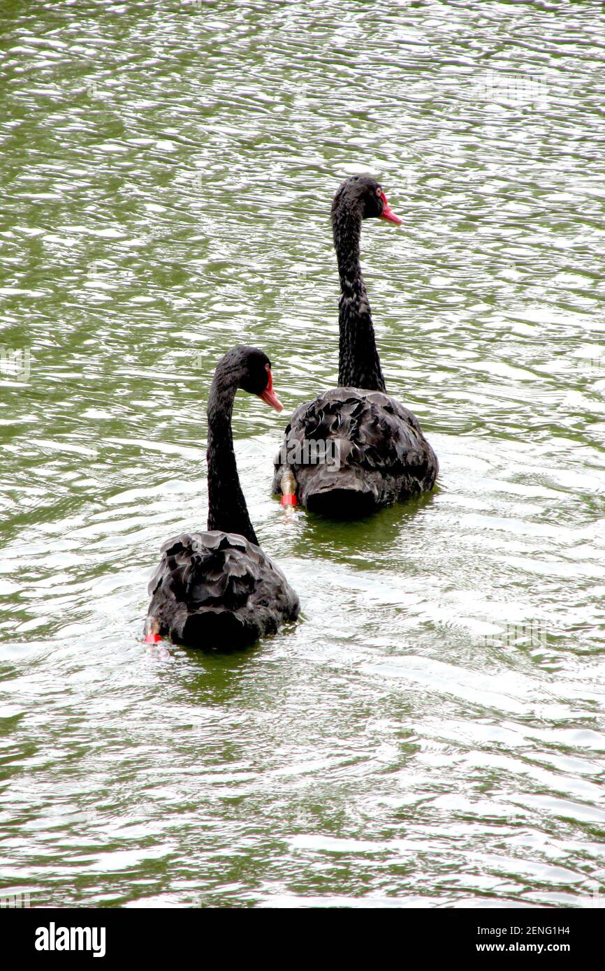 Guangzhou,CHINA-Animals in Guangzhou zoo.(EDITORIAL USE ONLY. CHINA OUT ...