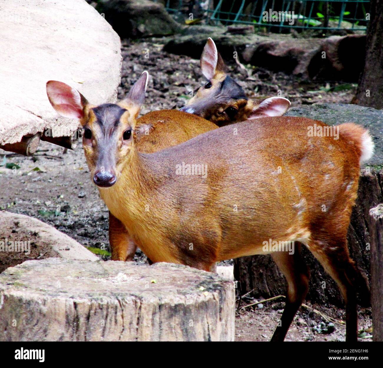 Guangzhou,CHINA-Animals in Guangzhou zoo.(EDITORIAL USE ONLY. CHINA OUT ...