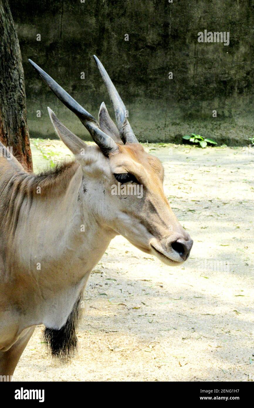 Guangzhou,CHINA-Animals in Guangzhou zoo.(EDITORIAL USE ONLY. CHINA OUT ...