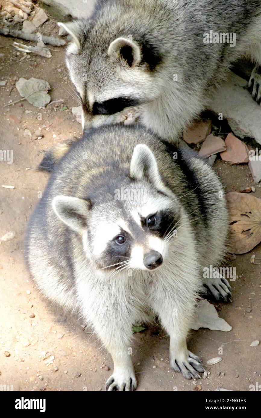 Guangzhou,CHINA-Animals in Guangzhou zoo.(EDITORIAL USE ONLY. CHINA OUT ...