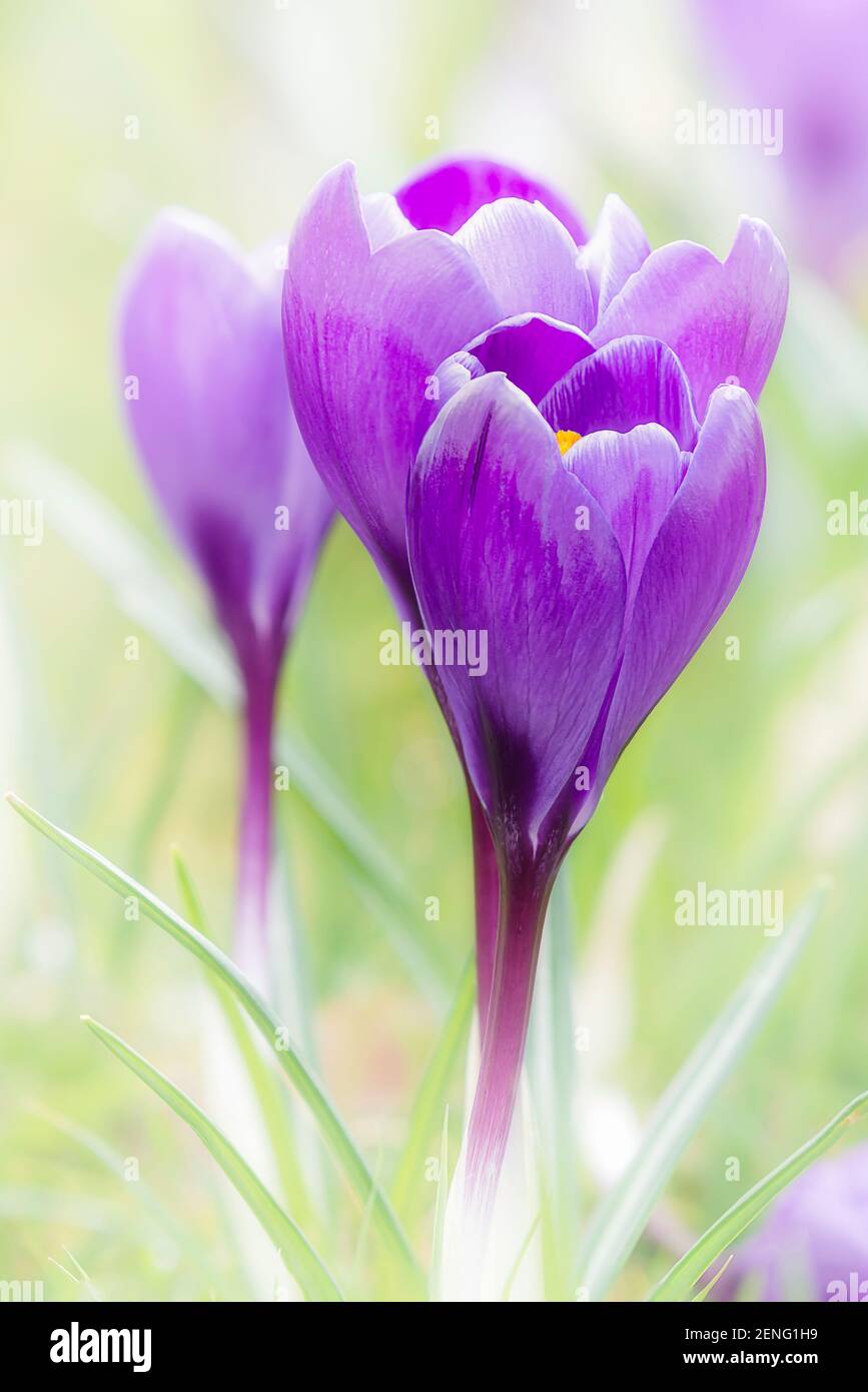 Crocus flowers (Crocus sativus) blossoming in the UK in springtime 2021 ...