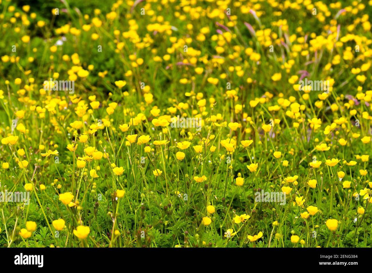 summer buttercups England Stock Photo - Alamy