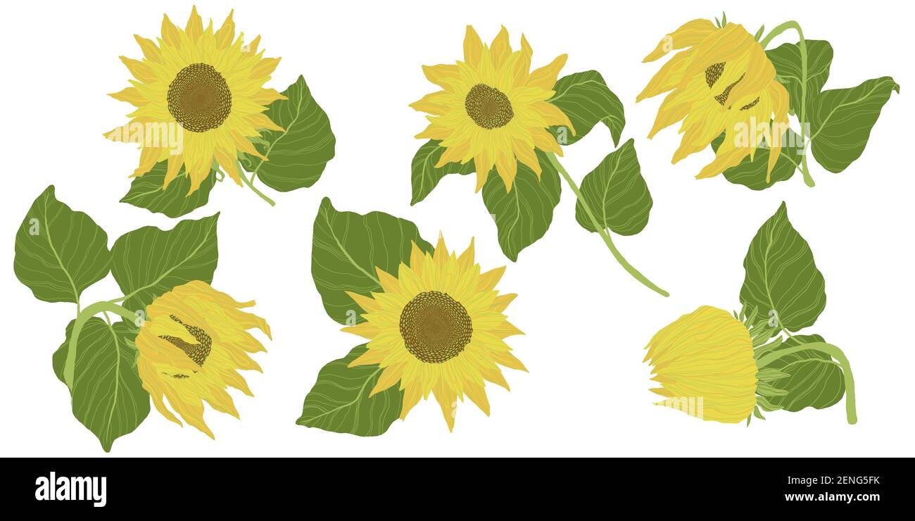 Sunflower vectors hi-res stock photography and images - Alamy