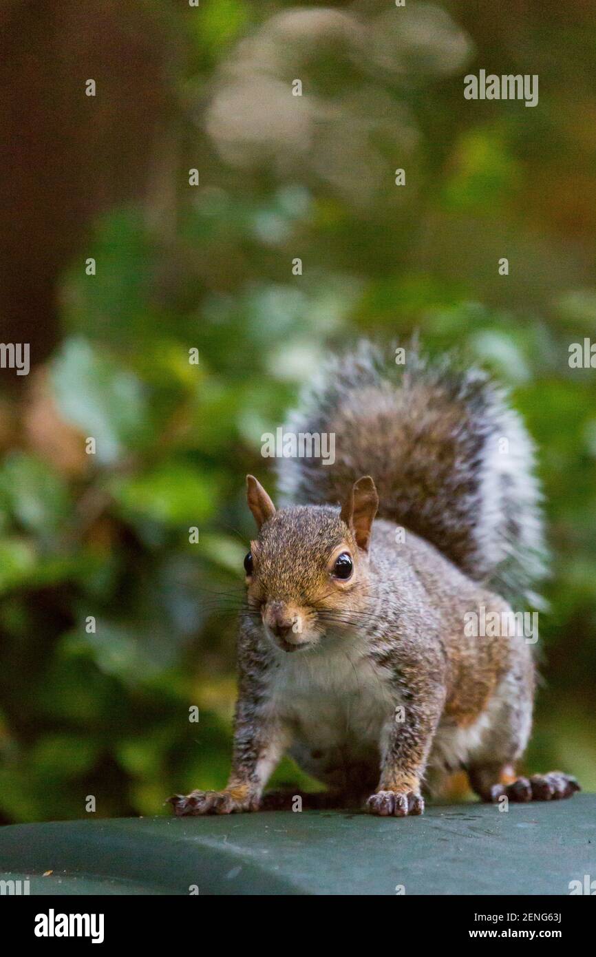 grey squirrel England UK Stock Photo - Alamy