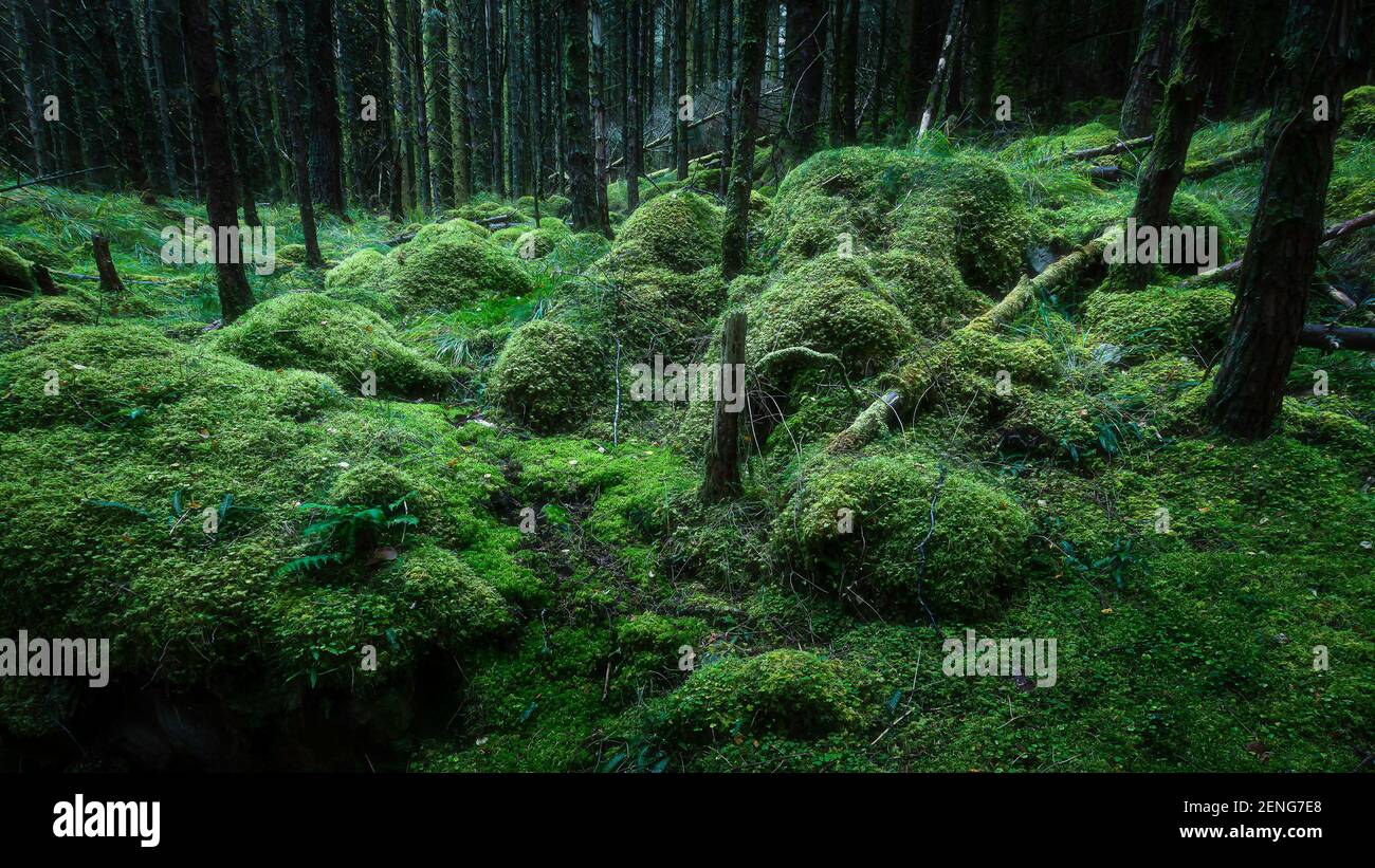 Coniferous Forest Floor High Resolution Stock Photography and Images ...