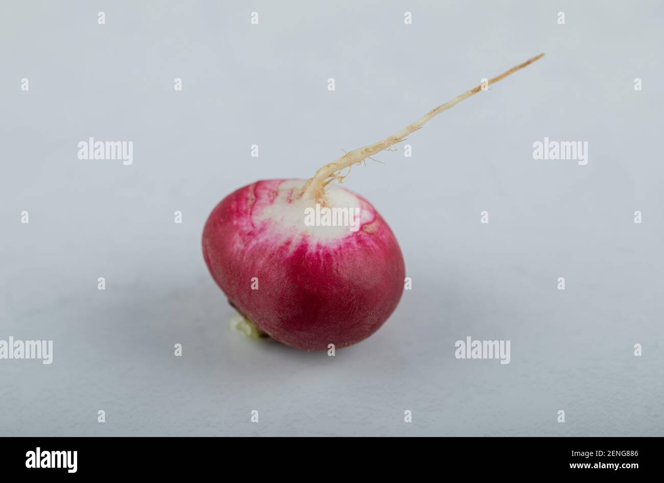 Close up photo of single radish on white background Stock Photo - Alamy