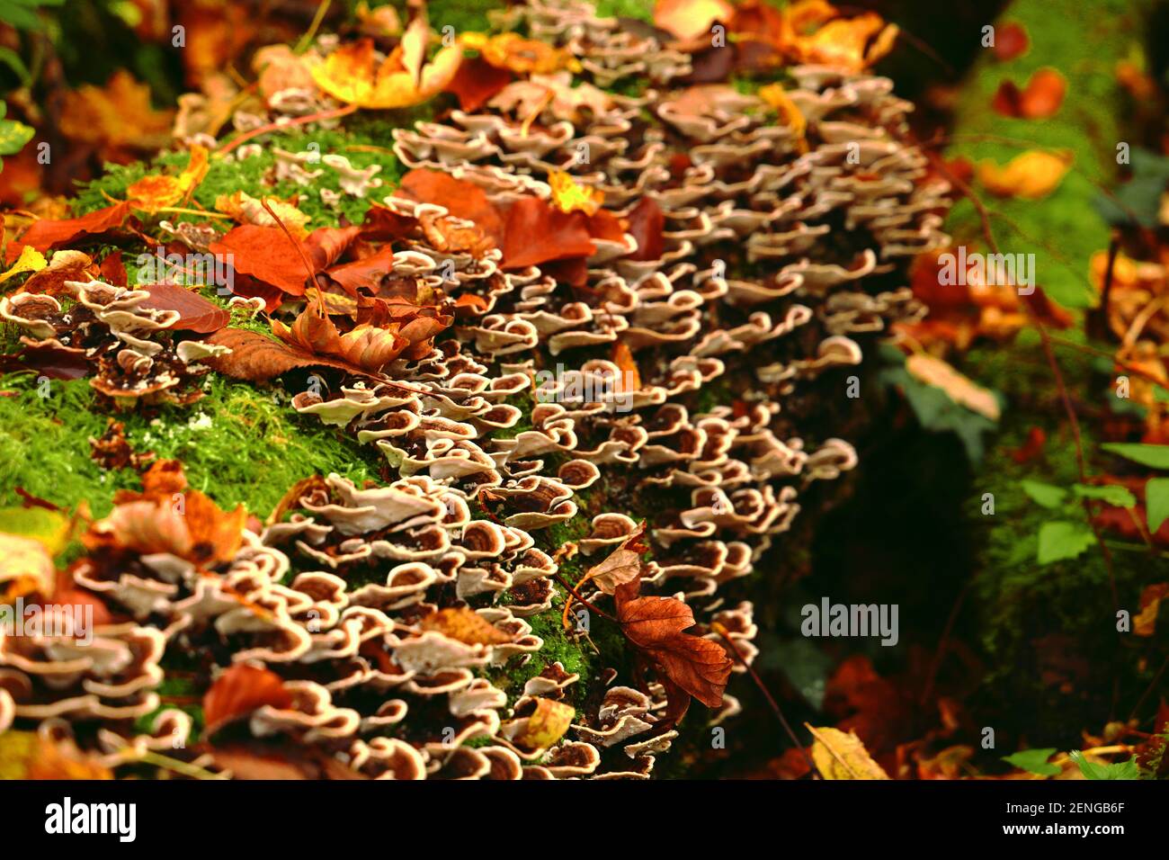 Tree Fungi in Autumn Stock Photo - Alamy