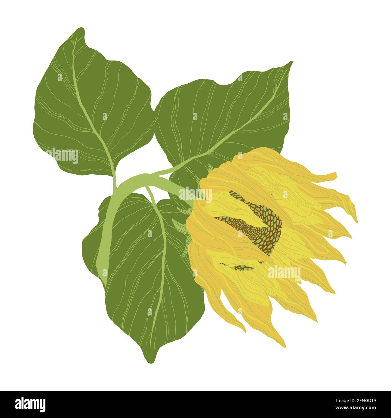 Bud vector vectors hi-res stock photography and images - Alamy