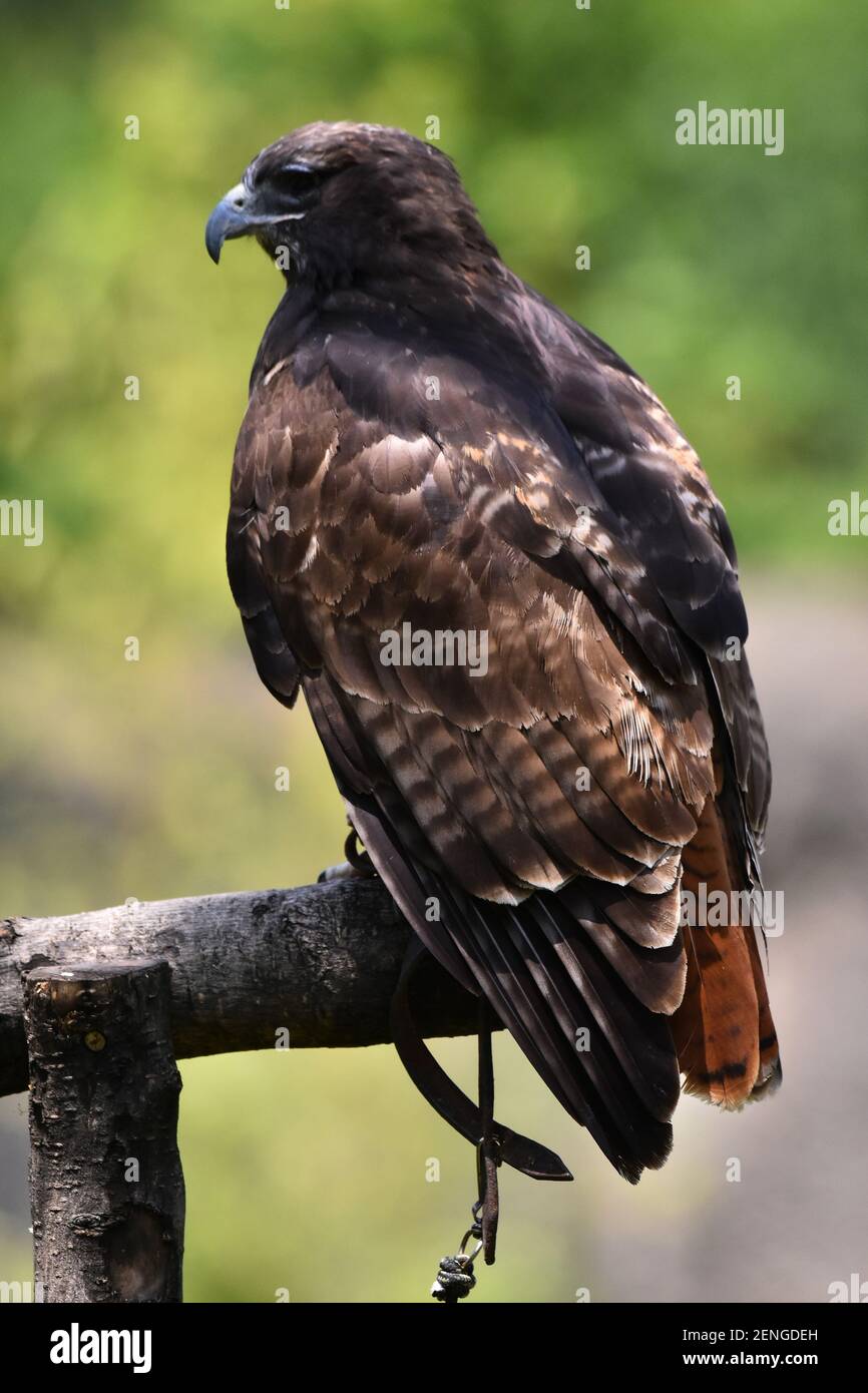 A Red Tail Hawk species seen in its habitat during a species ...