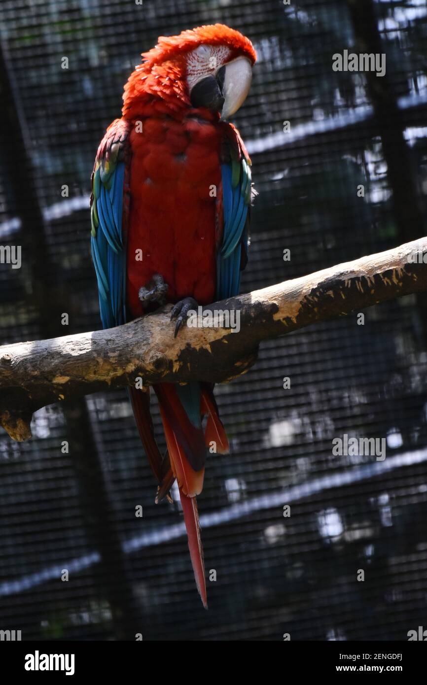 A Red Macaw species seen in its habitat during a species conservation ...