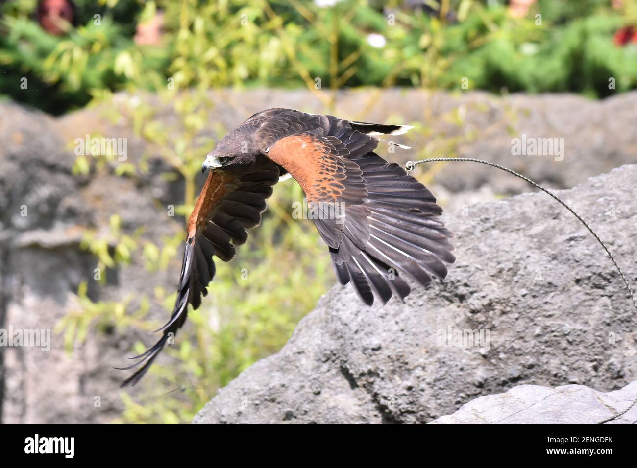 A Harris Eagle species seen in its habitat during a species ...