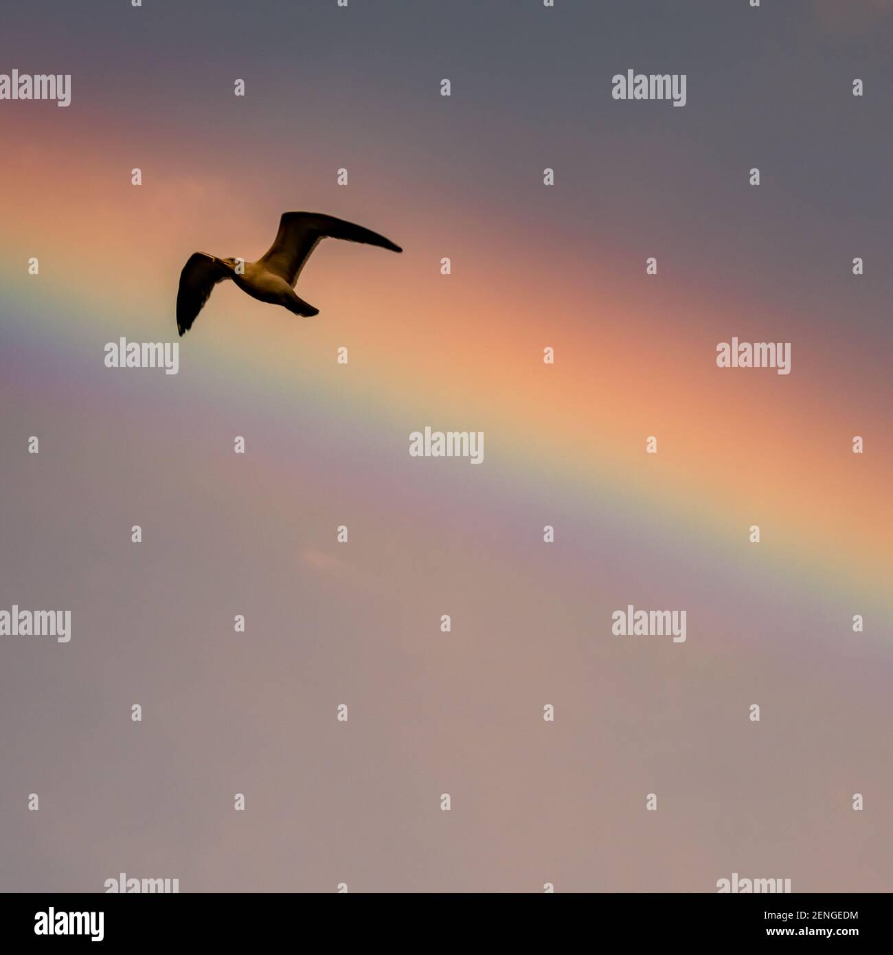 Rainbow bird wing hi-res stock photography and images - Alamy