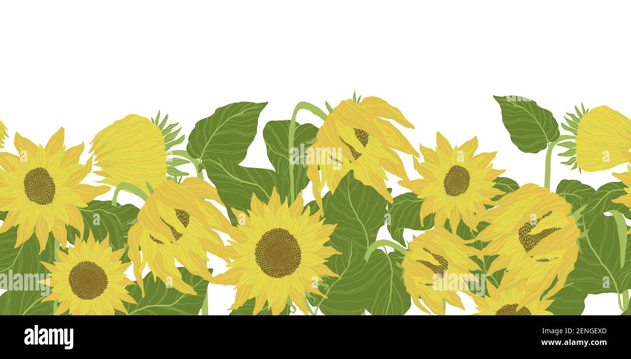 Horizontal seamless border with yellow sunflowers and green leaves ...